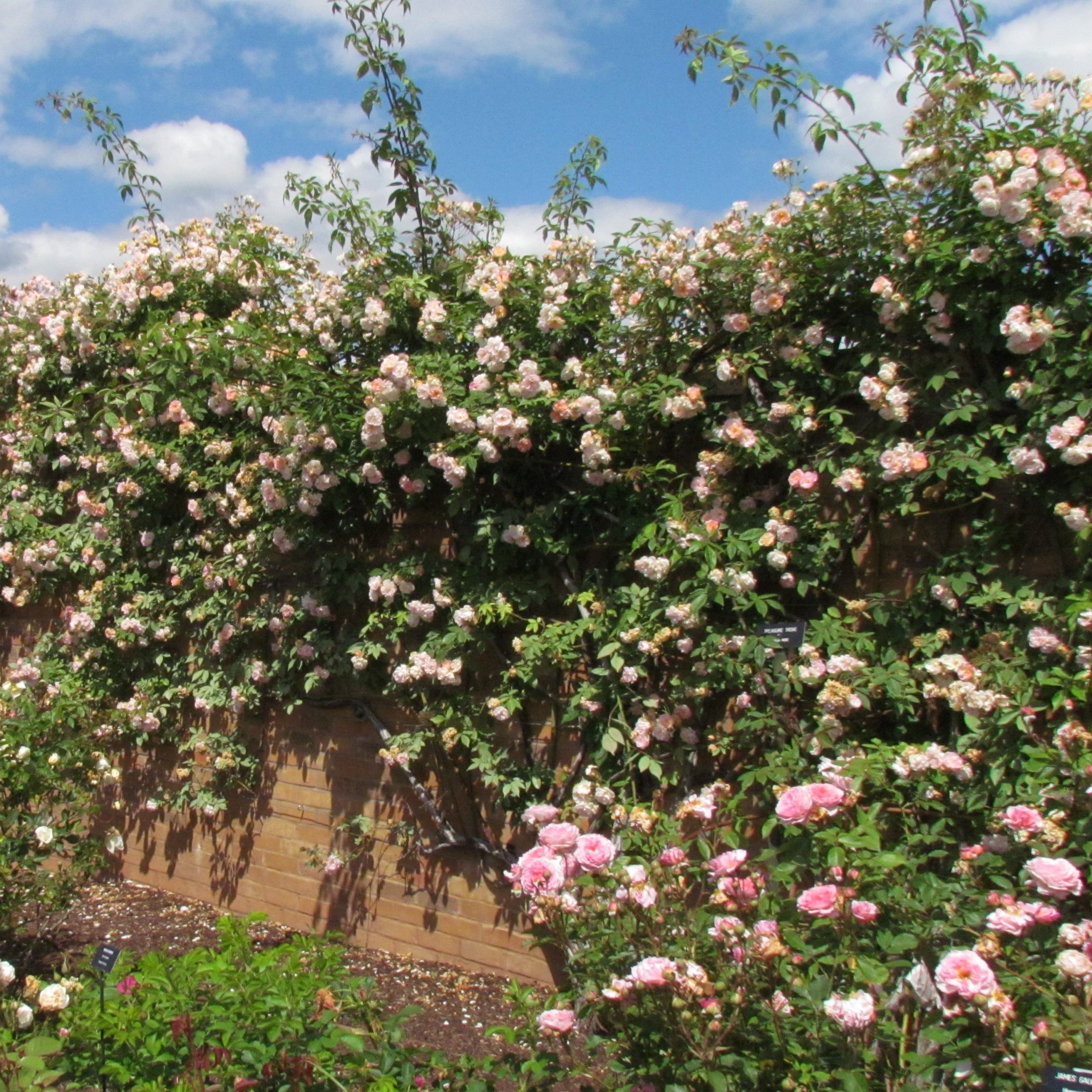 Planting roses - The Plant Market